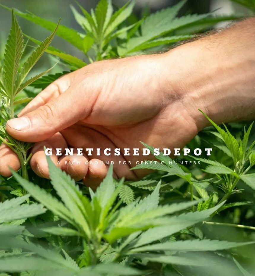 Breeders - Exclusive Cannabis Genetics & Rare Marijuana Seeds Online